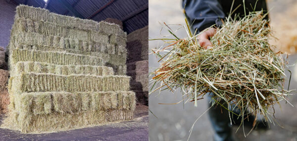 Hooi te koop - Fris weidehooi kopen in grote en kleine hooibalen