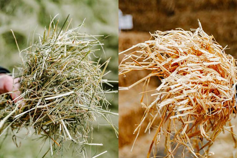 Verschil tussen hooi en stro - Nijssen Fourages